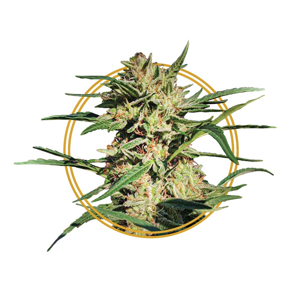 Shop - Copenhagen Seed Company