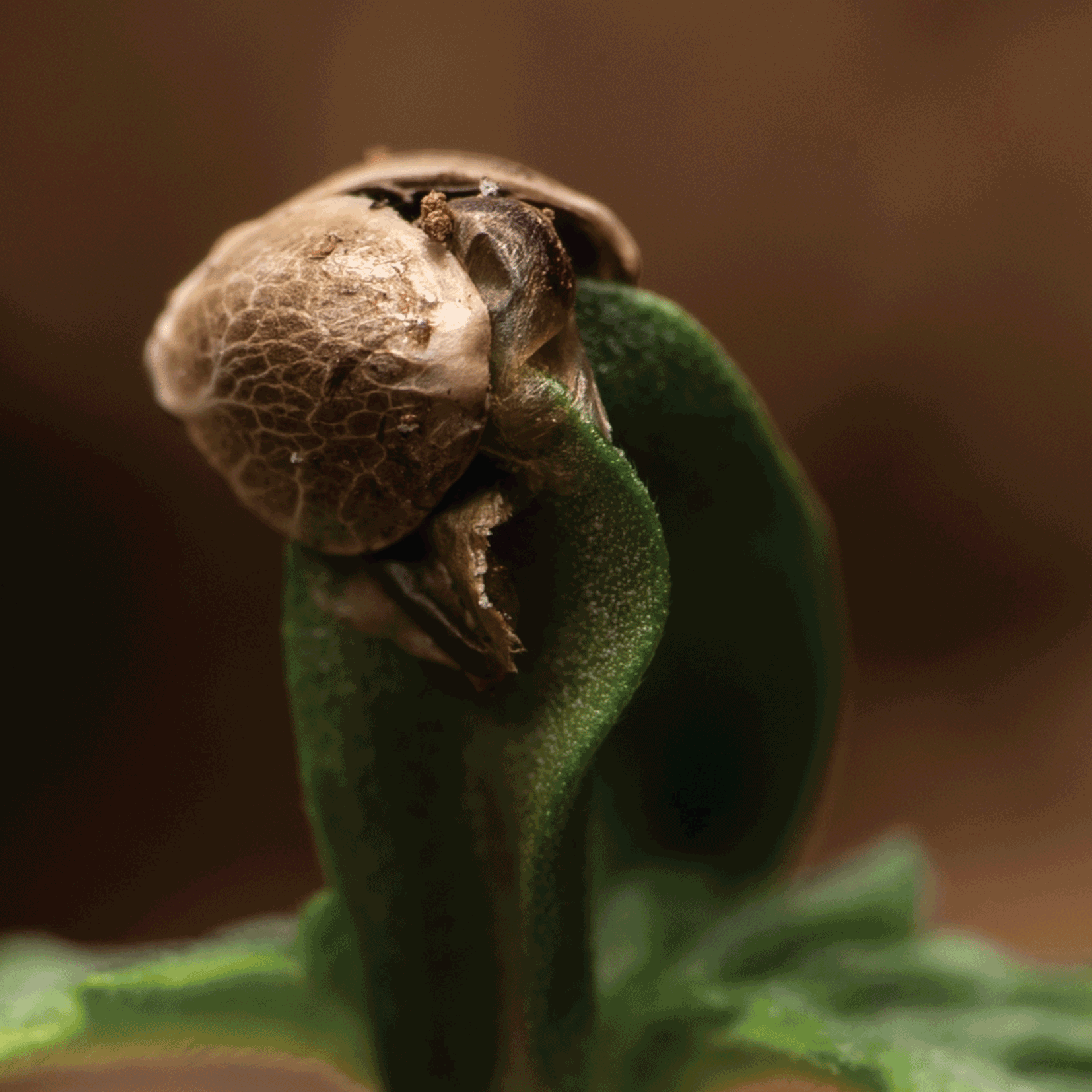 How to Preserve Seeds for Future Planting - Copenhagen Seed Company